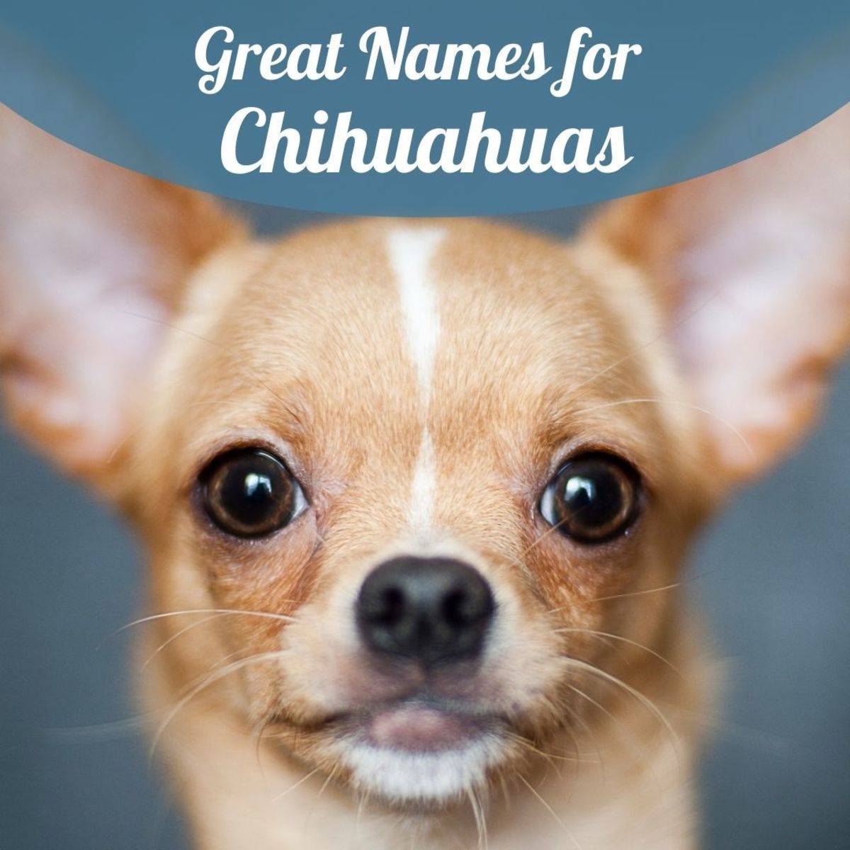 Top 100 Names For Chihuahuas PetHelpful
