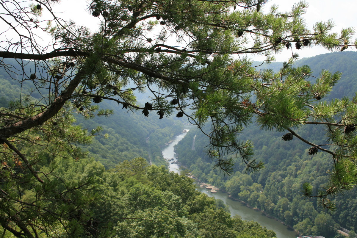 Visiting Cranberry Glades, WV - HubPages