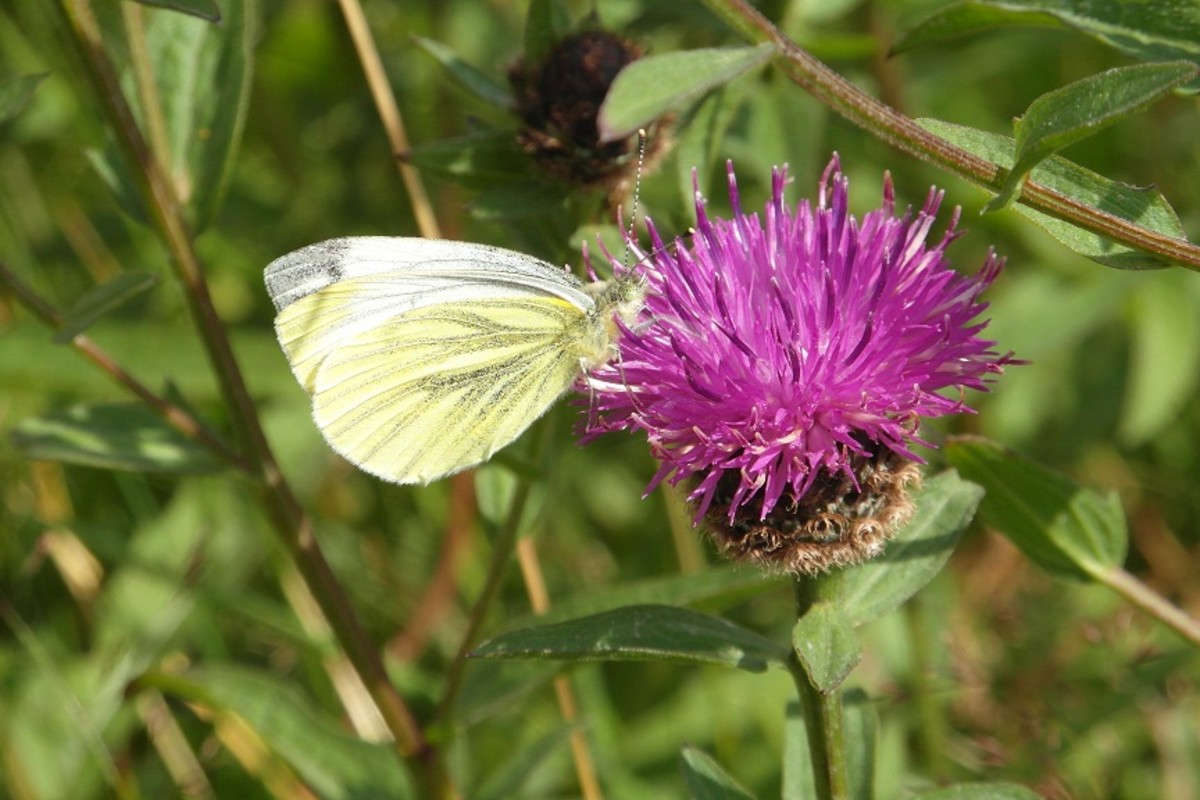 English Butterflies - HubPages