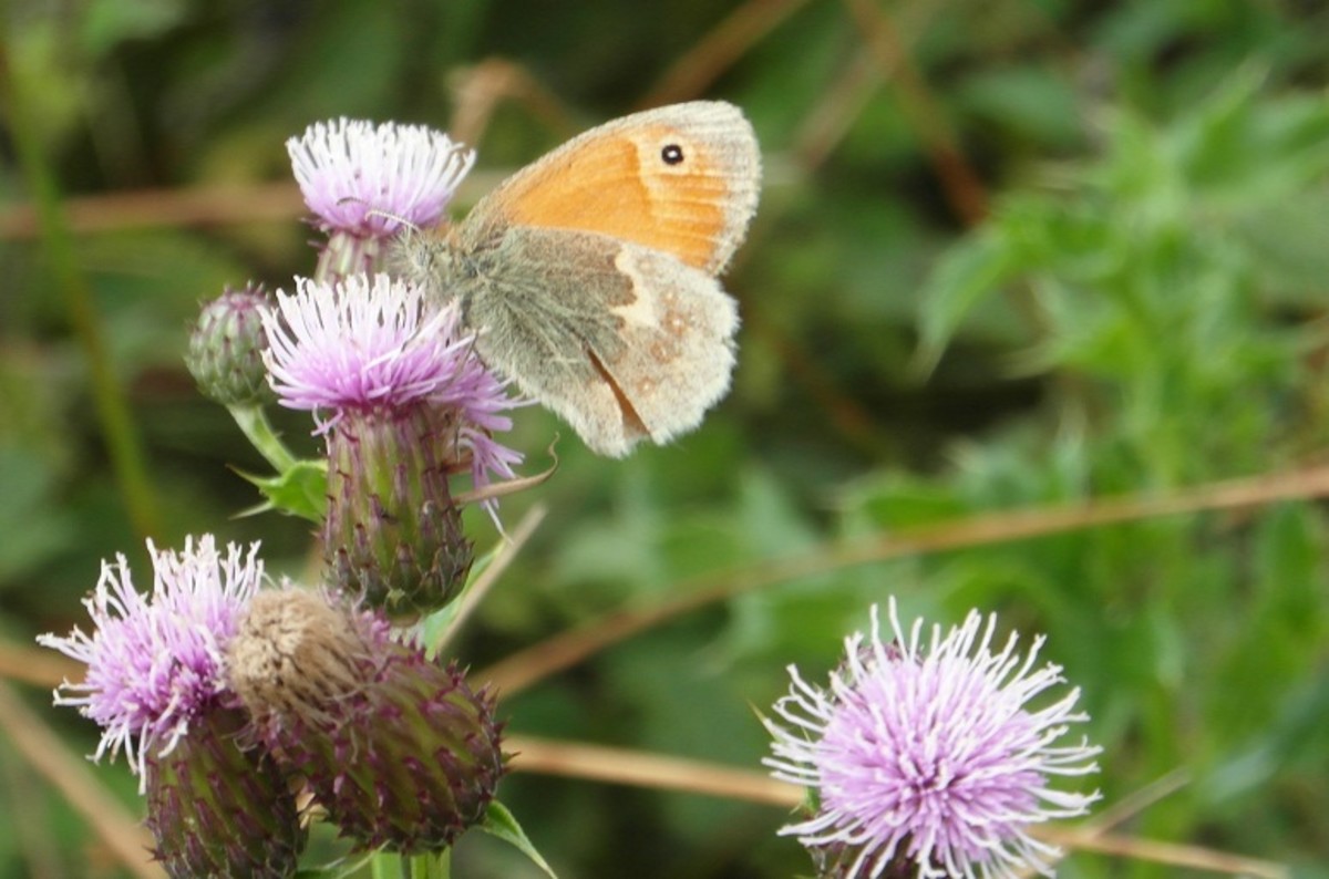 English Butterflies - HubPages