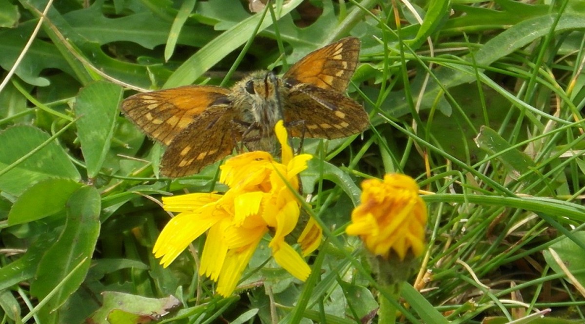 English Butterflies - HubPages