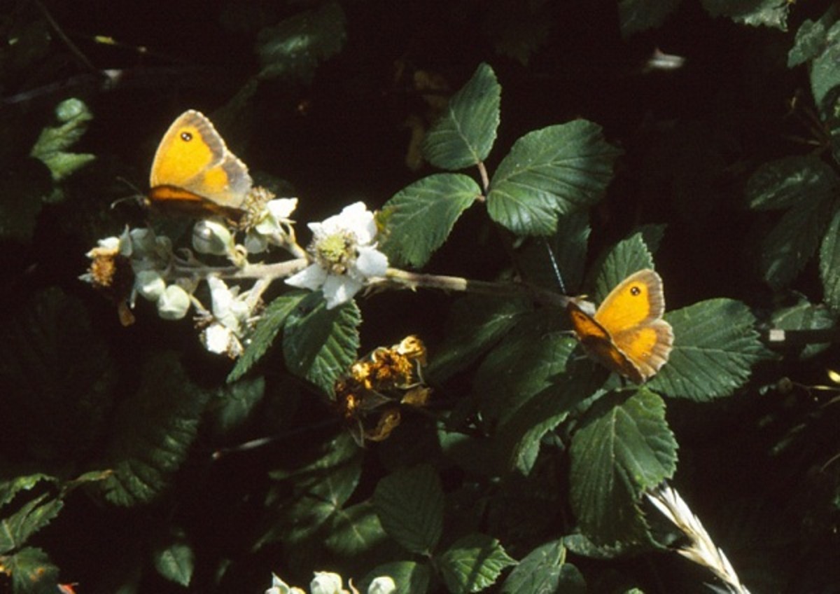 English Butterflies - HubPages