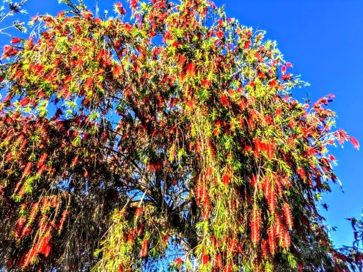 Florida Landscape with a Gator - HubPages