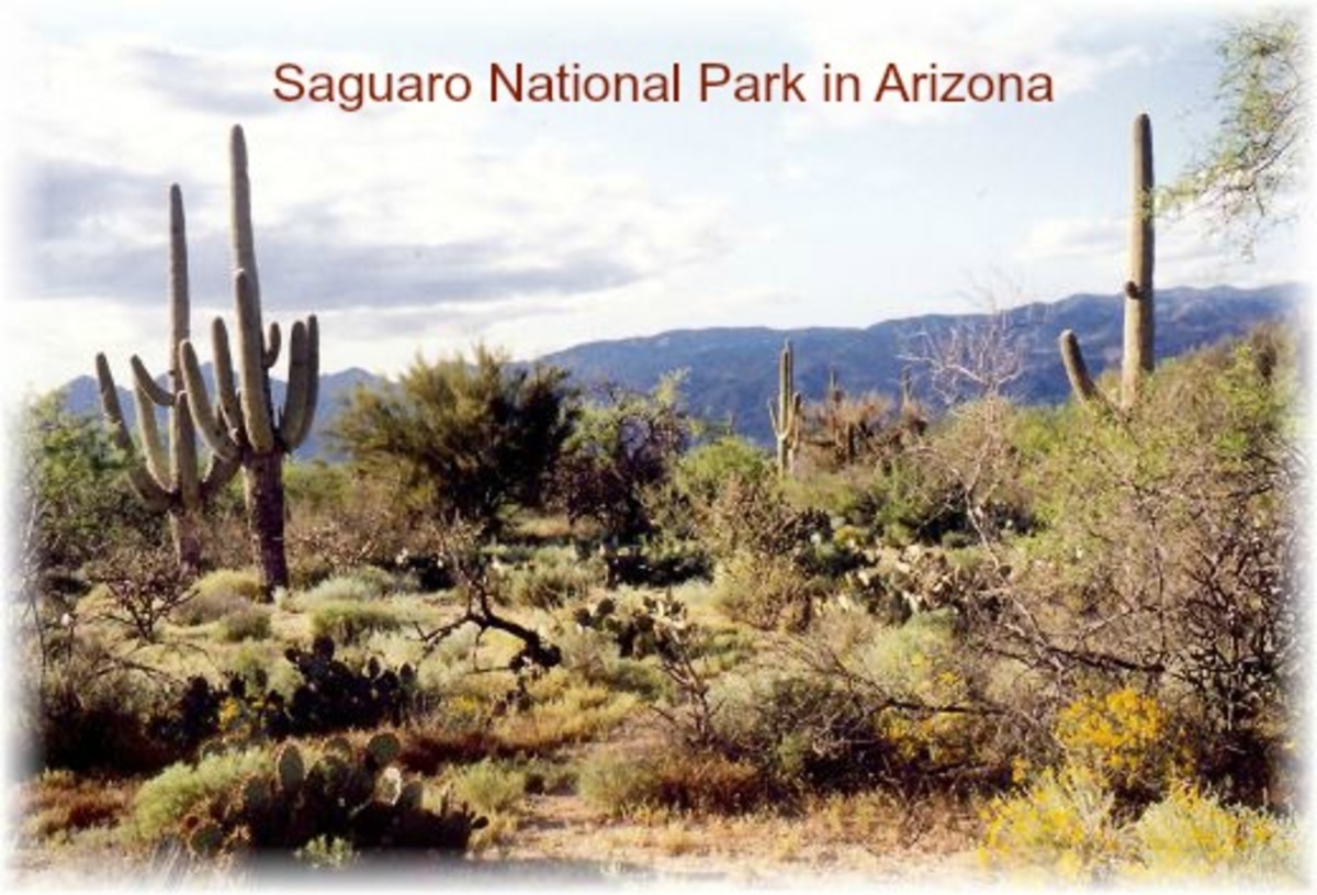 What to See When Visiting the 3 Spectacular Arizona National Parks ...