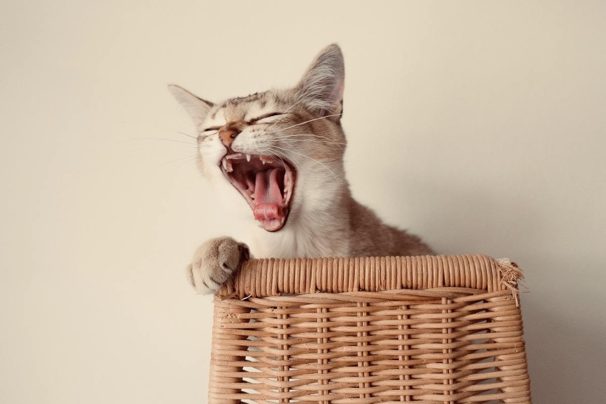 10 Unique Male Cat Names Inspired By World Famous Rock Stars HubPages 10 Unique Male Cat Names Inspired By World Famous Rock Stars HubPages