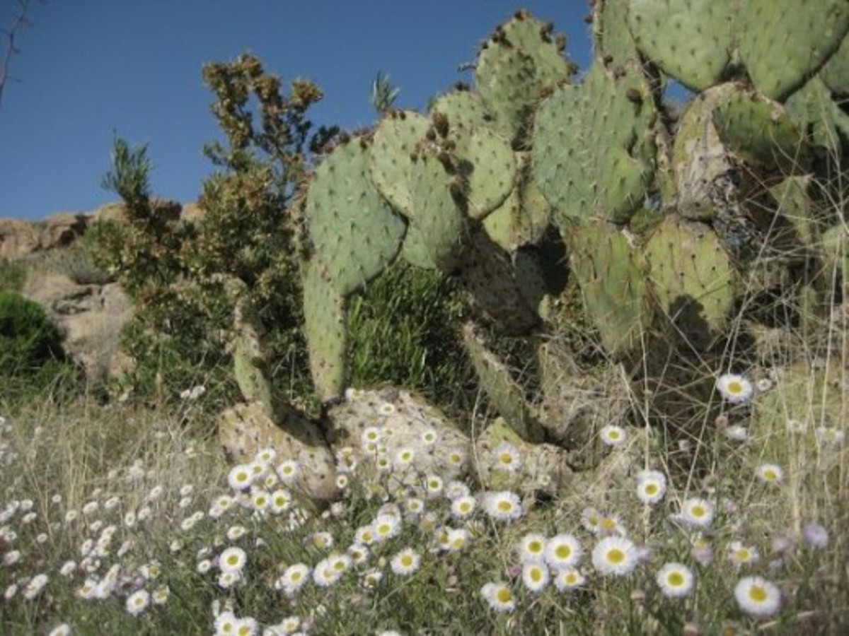 Spring Festivals in Arizona - HubPages