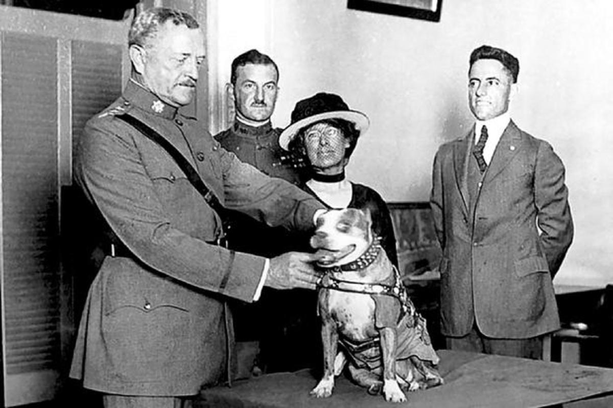 The True Story of World War I Canine Hero Sergeant Stubby - HubPages
