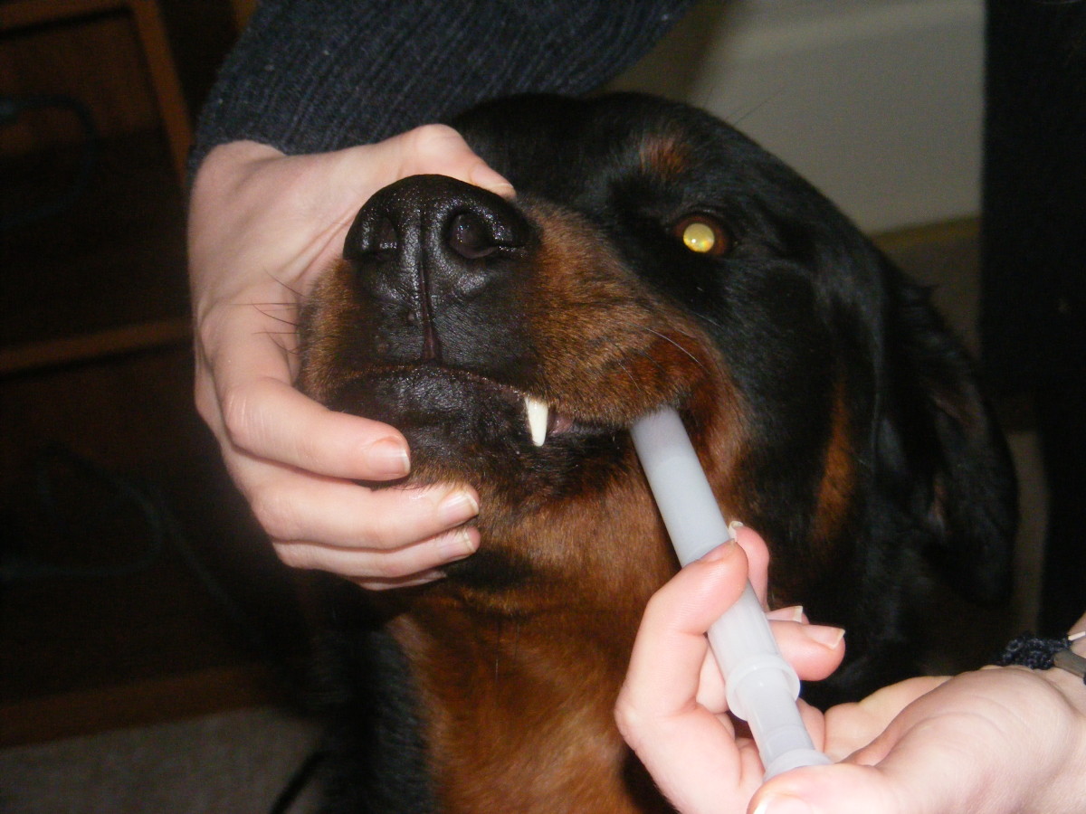 Is It Ok To Give Dog Dewormer