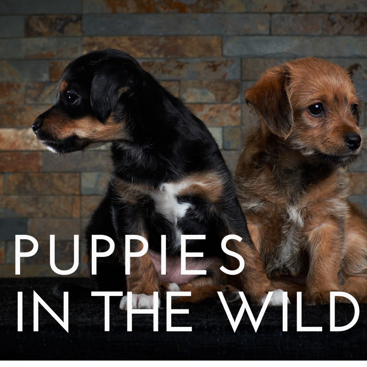 When To Start Weaning Rottweiler Puppies