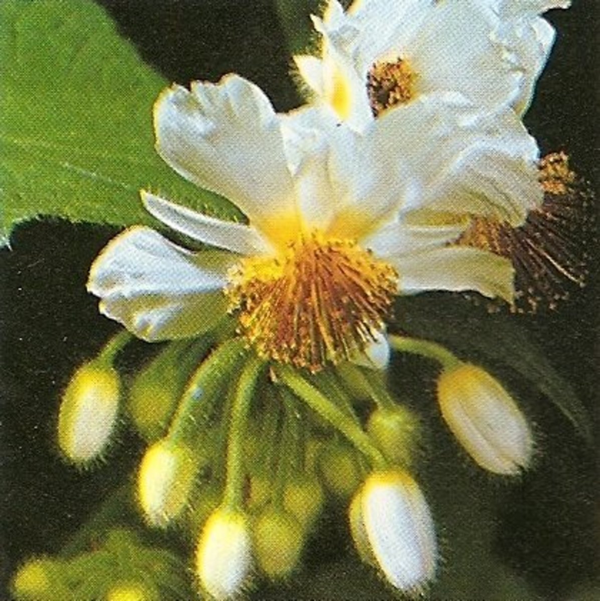 How to Grow and Care for African Hemp - Dengarden