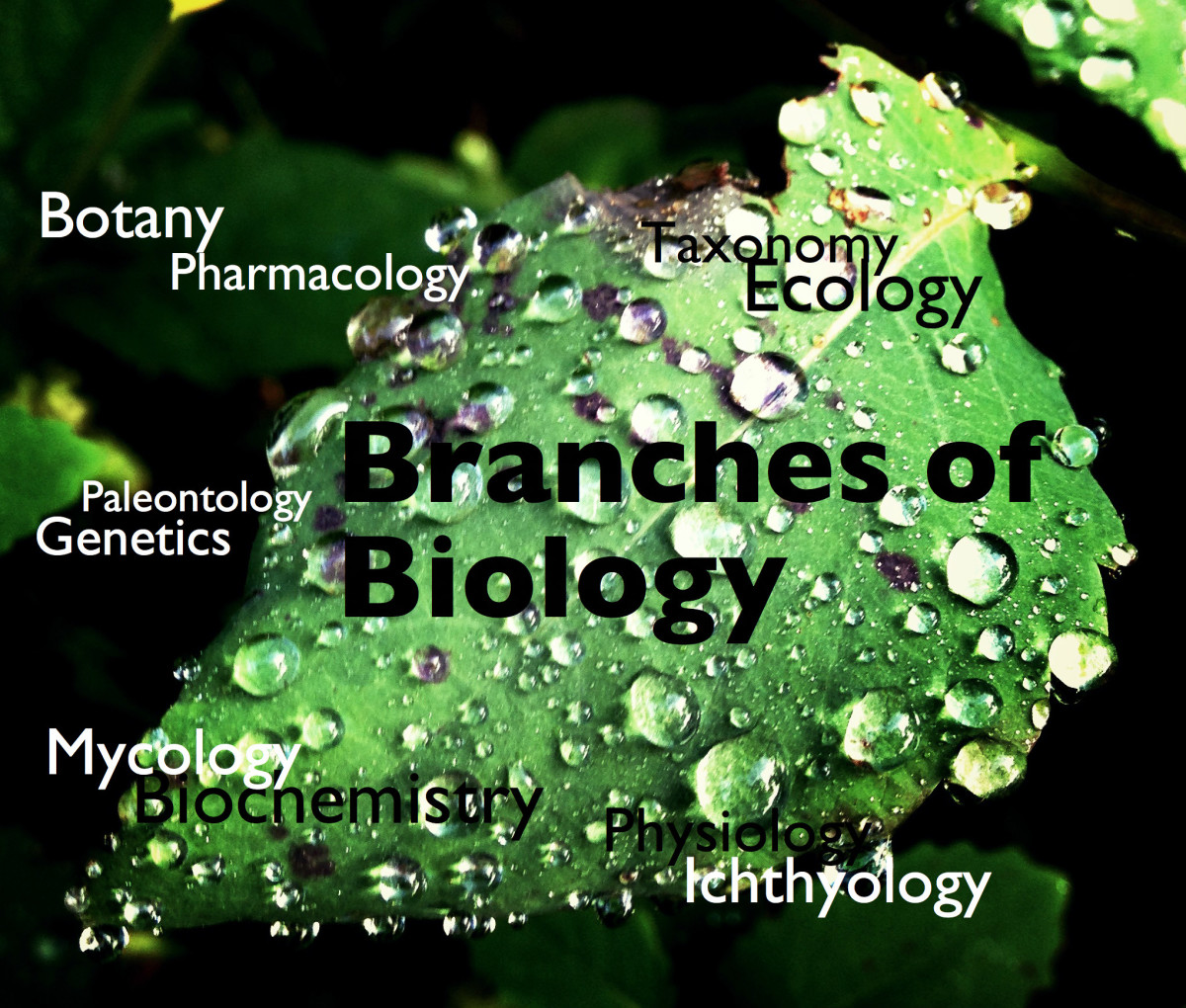 64 Branches Of Biology And Their Meaning From A To Z Owlcation