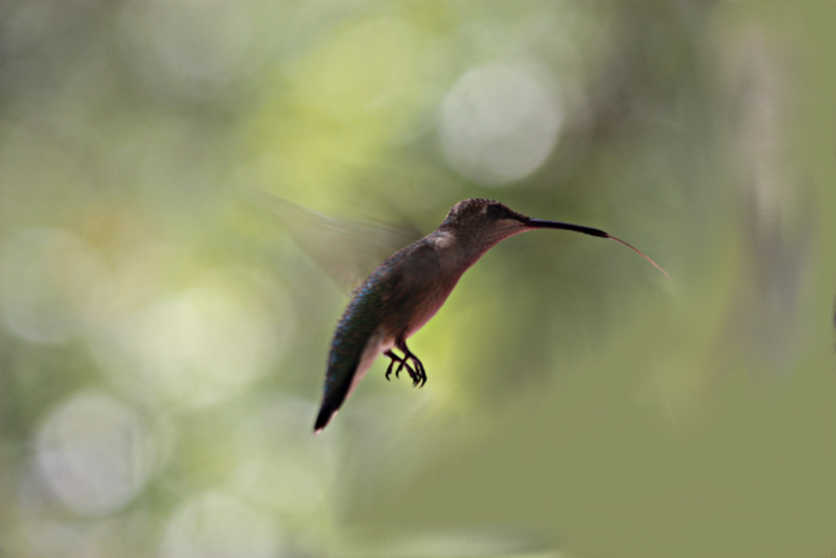 Hummingbird Photography Tips for Beginners - HubPages