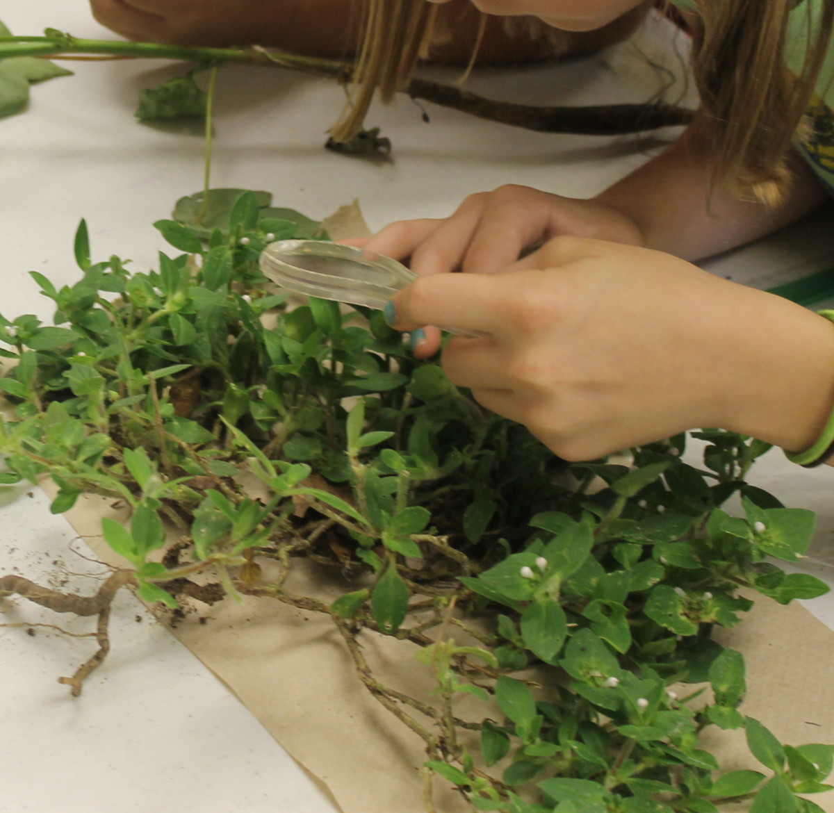 Trees, Leaves, Stems, and Roots Lesson - HubPages