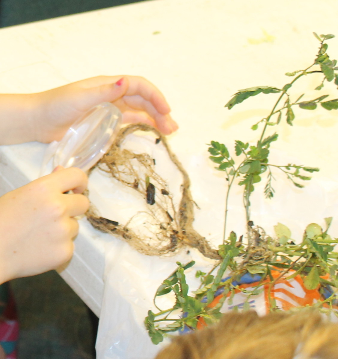 Trees, Leaves, Stems, and Roots Lesson - HubPages