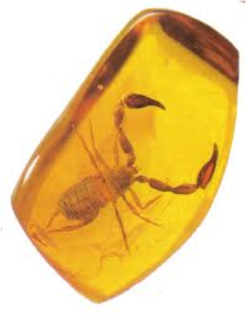 Evolution- a Fast Rewind Through Time - HubPages