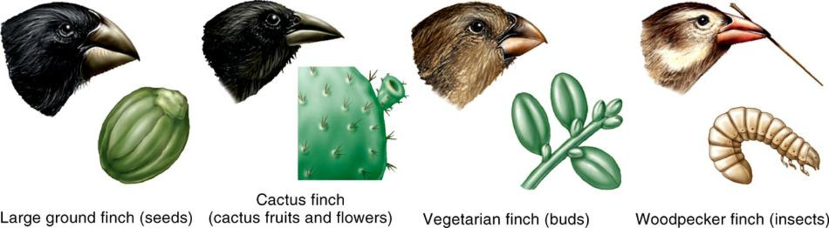 Evolution- a Fast Rewind Through Time - HubPages