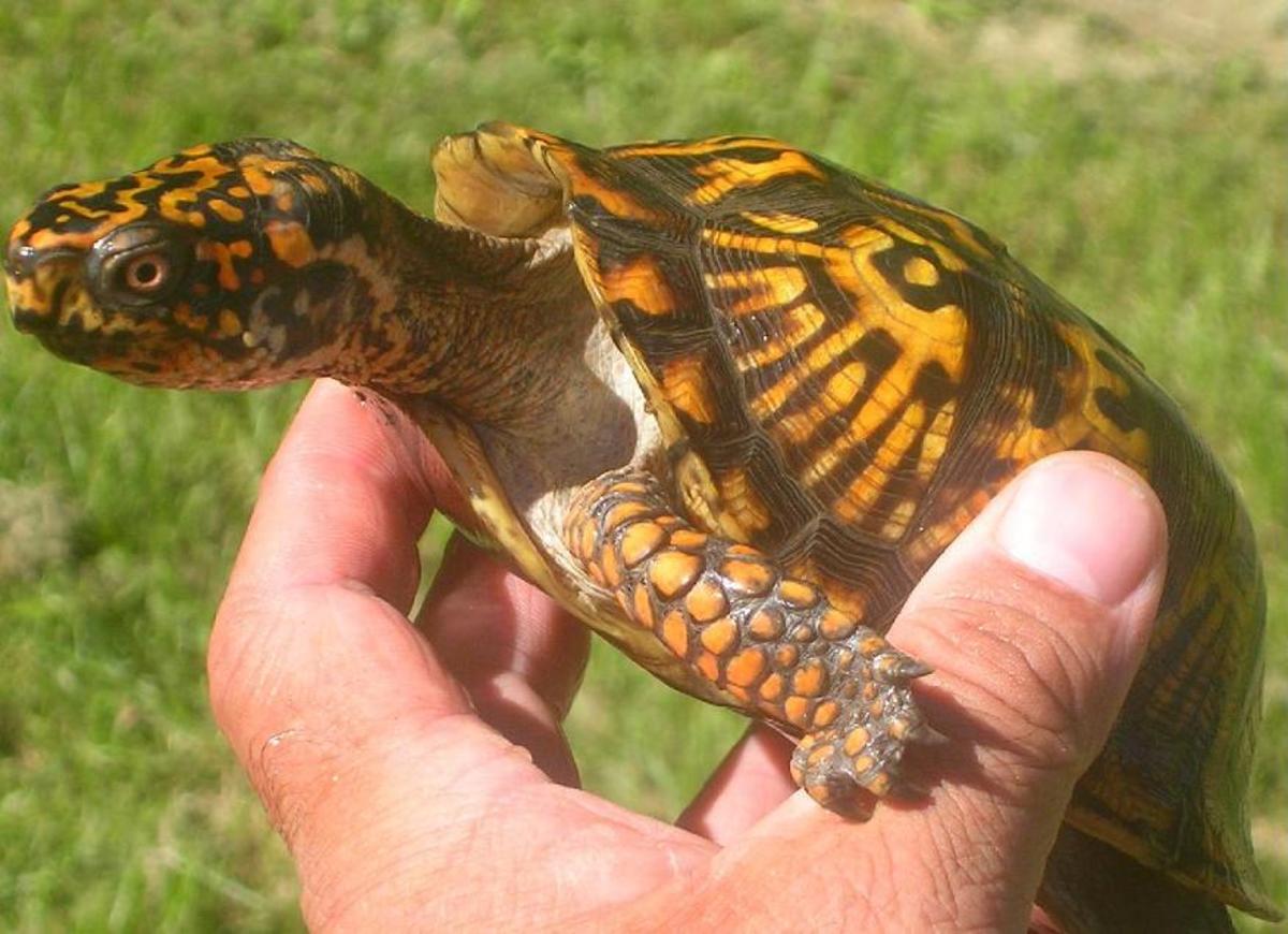 "Paw, why do the little box turtles try to cross the road? Can we help ...