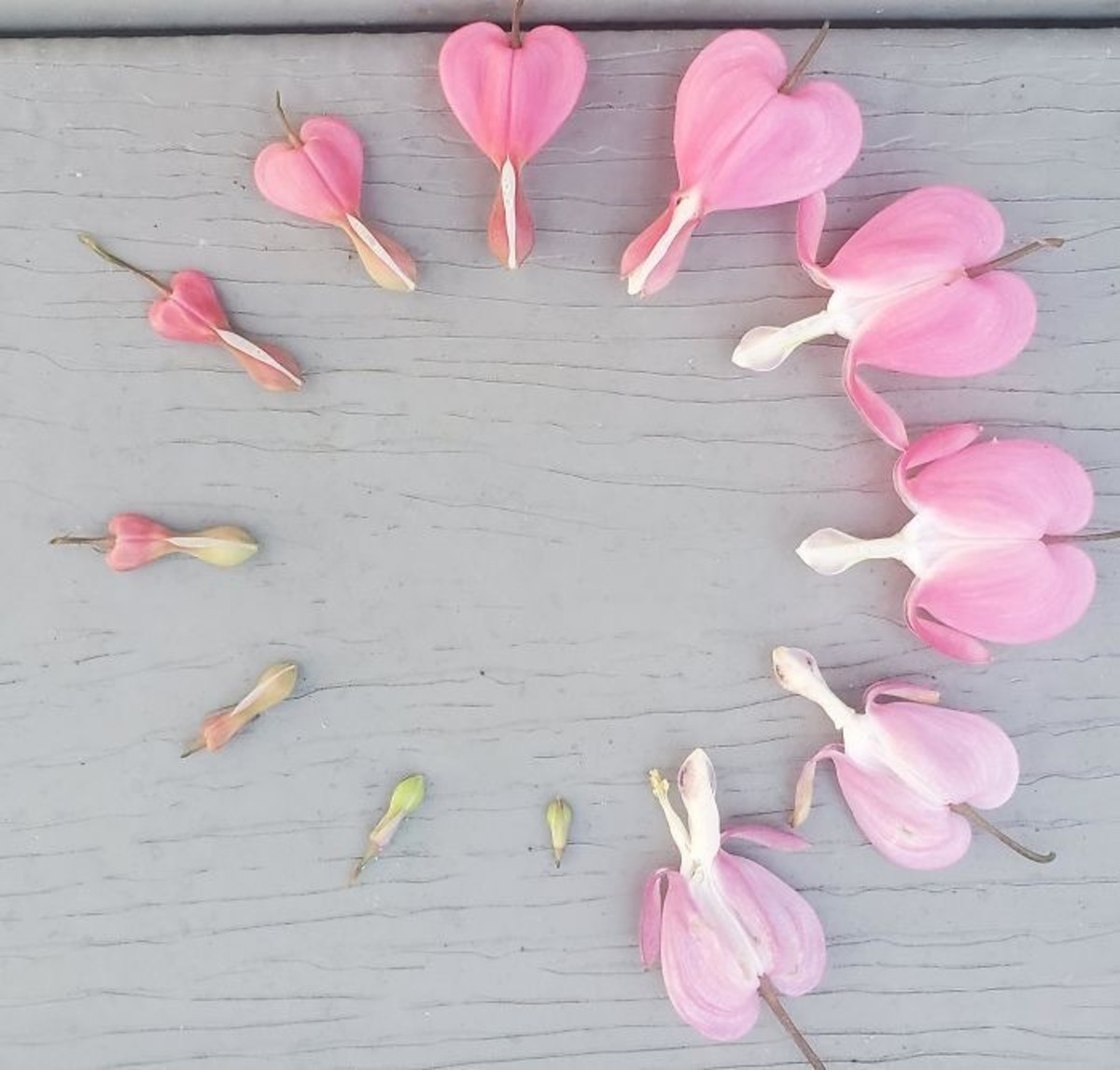 Poem - A Beauteous Bleeding Heart Flower - LetterPile