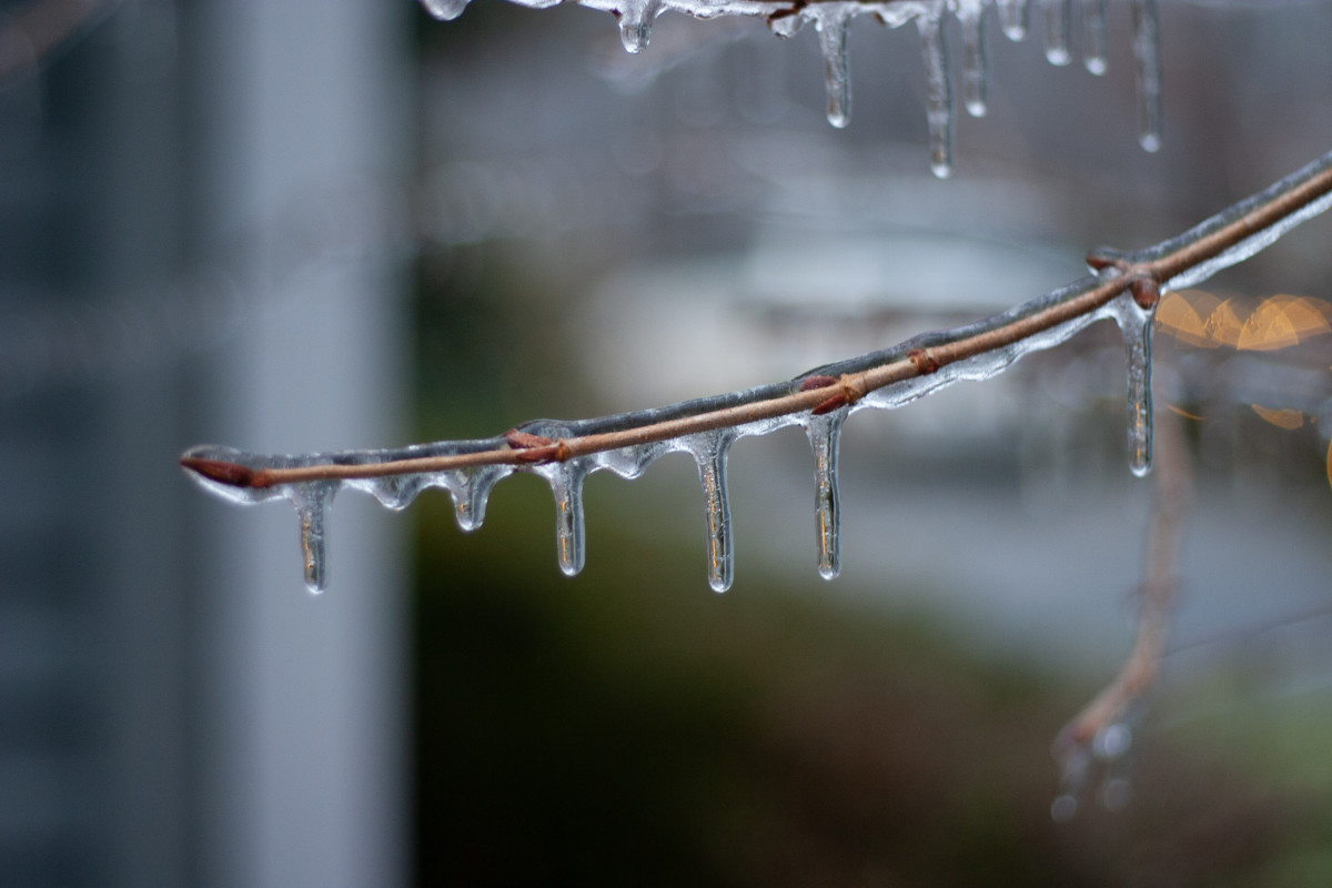 The Heartless, Lifeless Icicle - LetterPile