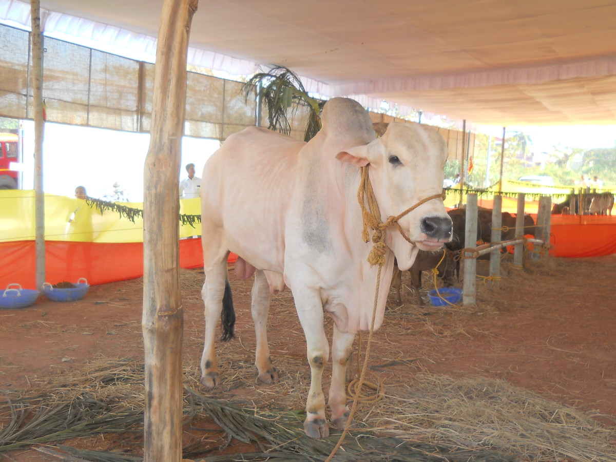 Profitable Enterprise Models of Indigenous Cows - HubPages