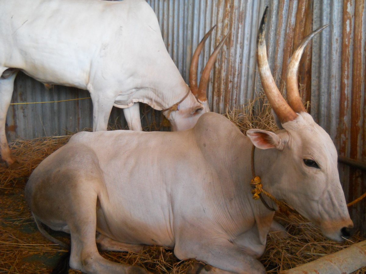 Profitable Enterprise Models of Indigenous Cows - HubPages