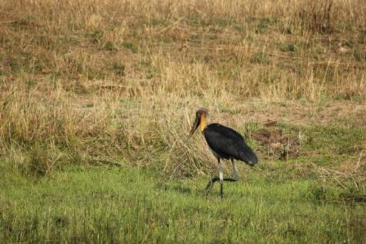 Birding at Kanha National Park in India - HubPages