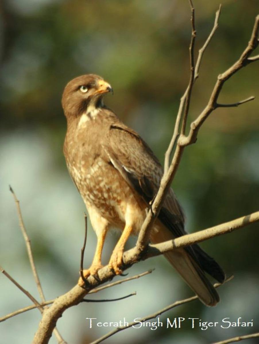 Birding at Kanha National Park in India - HubPages