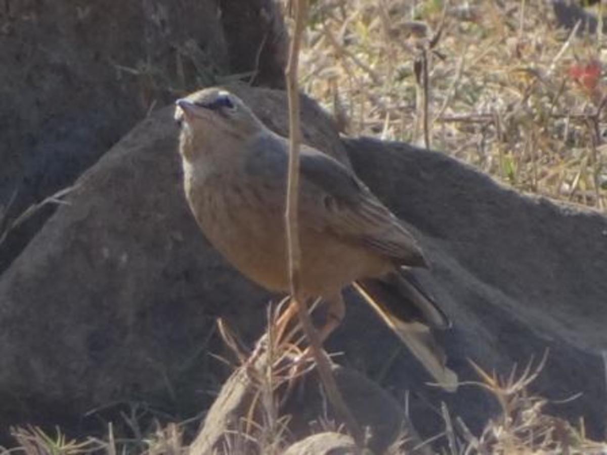 Birding at Kanha National Park in India - HubPages