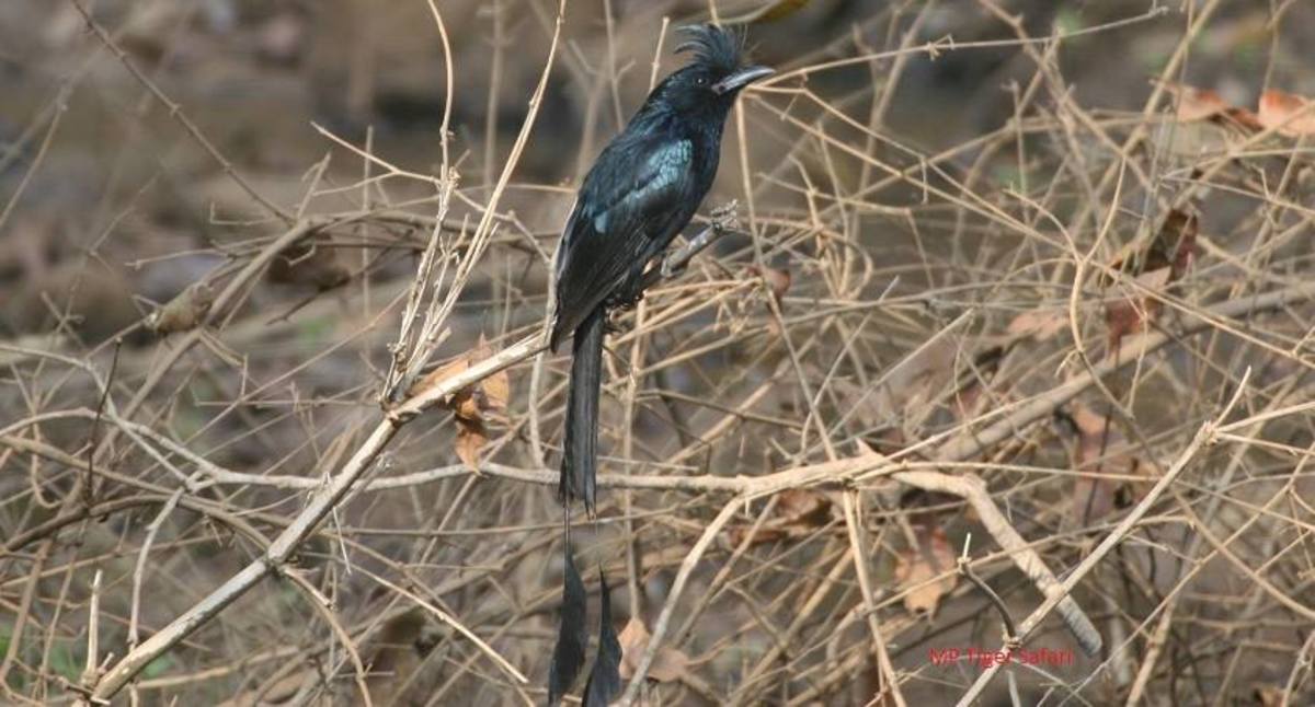 Birding at Kanha National Park in India - HubPages