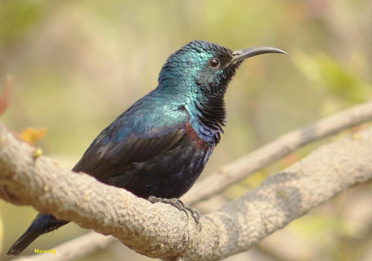 Birding at Kanha National Park in India - HubPages