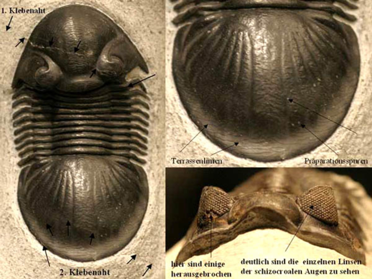 A Guide to Affordable Fossil Collecting - HubPages