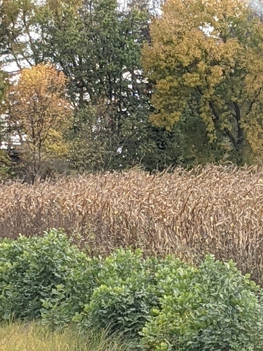 Fall in Minnesota - Autumn - HubPages