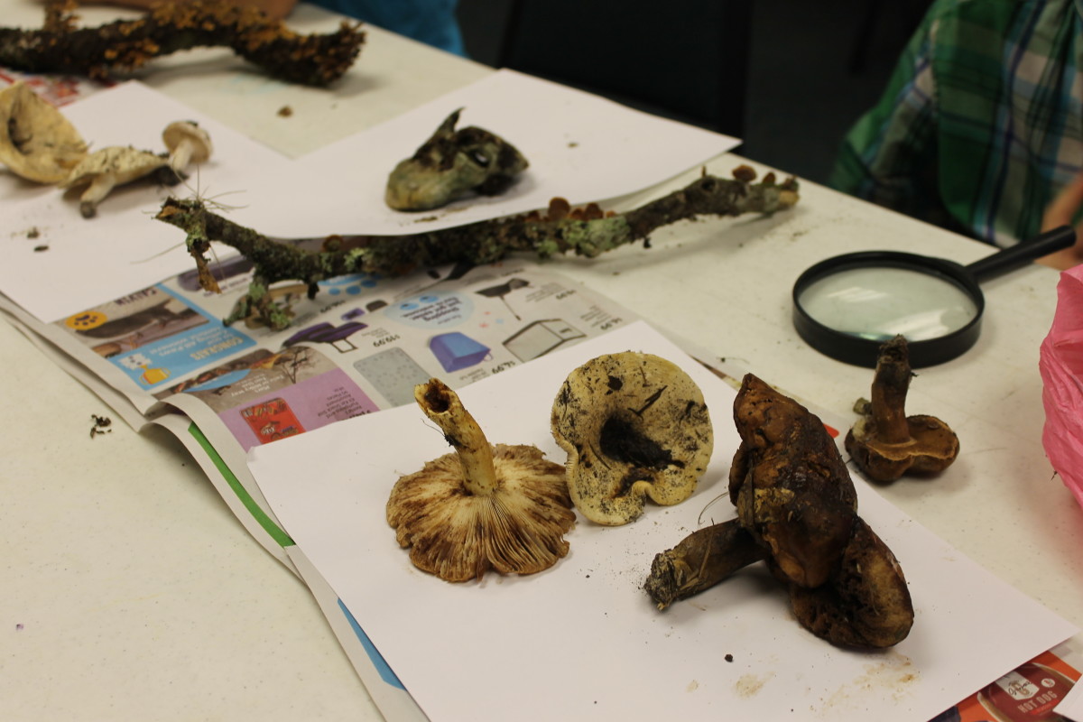 Mushrooms, Yeast, and the Fungi Kingdom Lesson Plan - HubPages