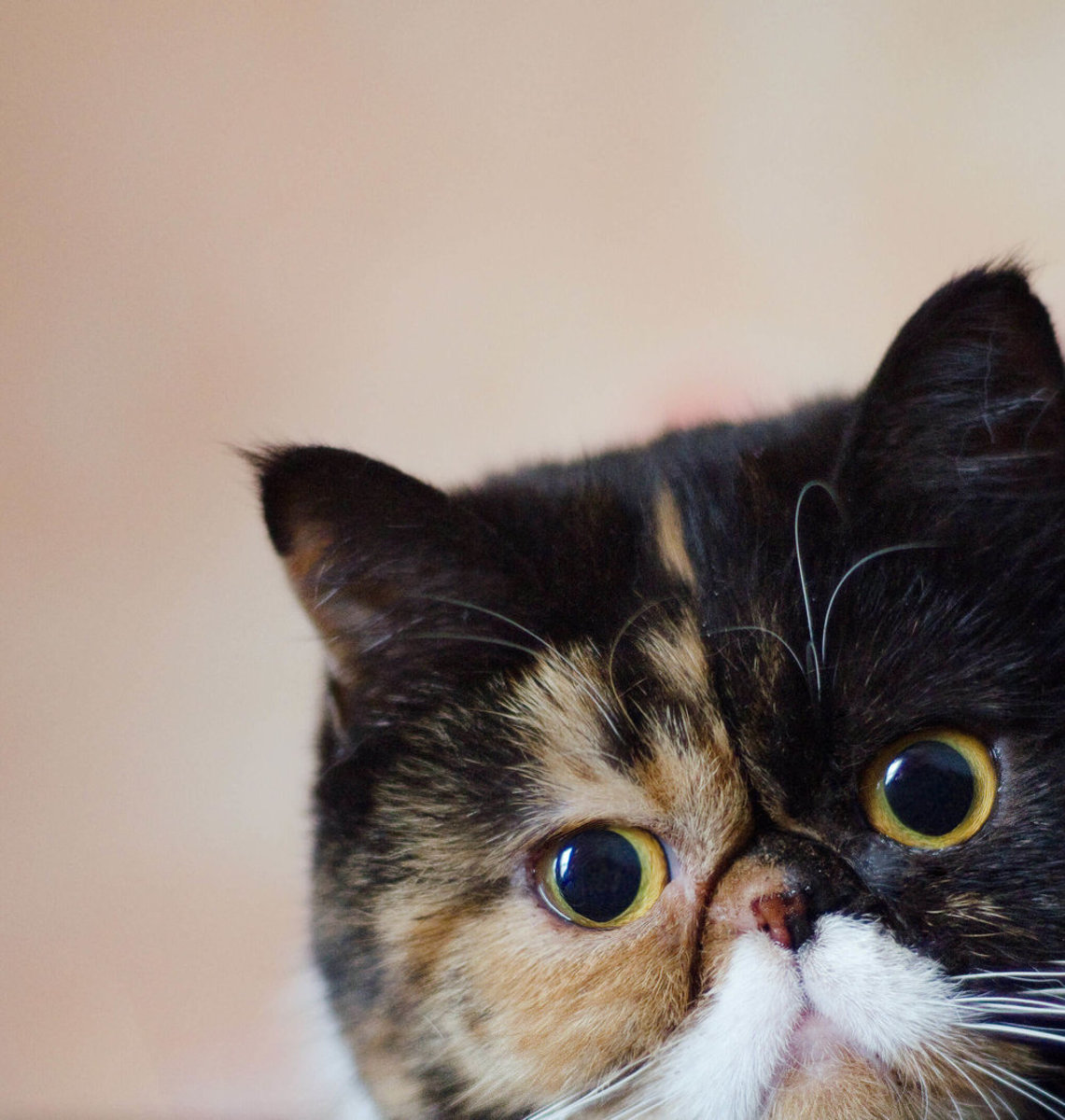Understanding Your Cat's "Bad" Behaviors and How to Stop Them - PetHelpful