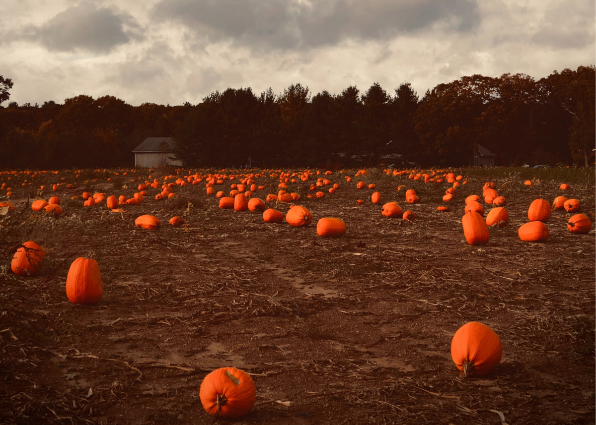 5 Reasons To Cut Your Pumpkin From The Bottom Holidappy