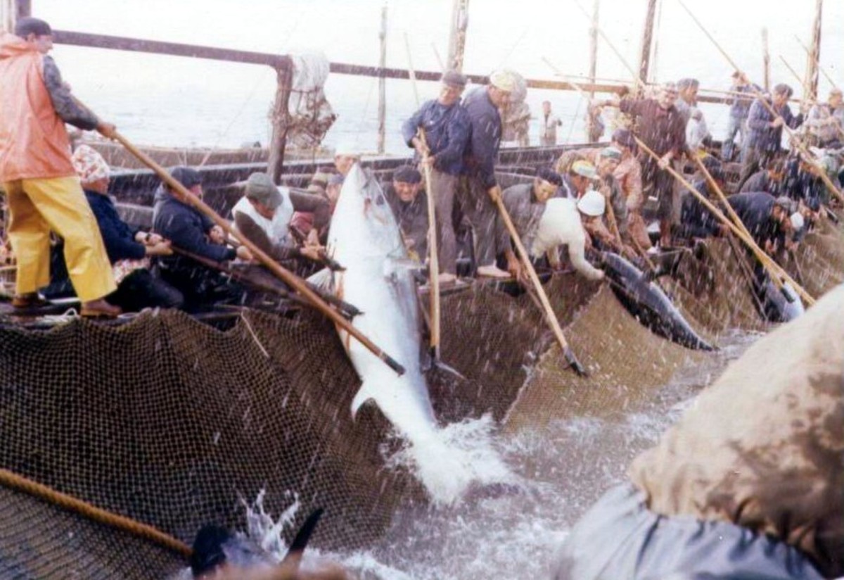 Faroe Islands Dolphin Hunt - HubPages