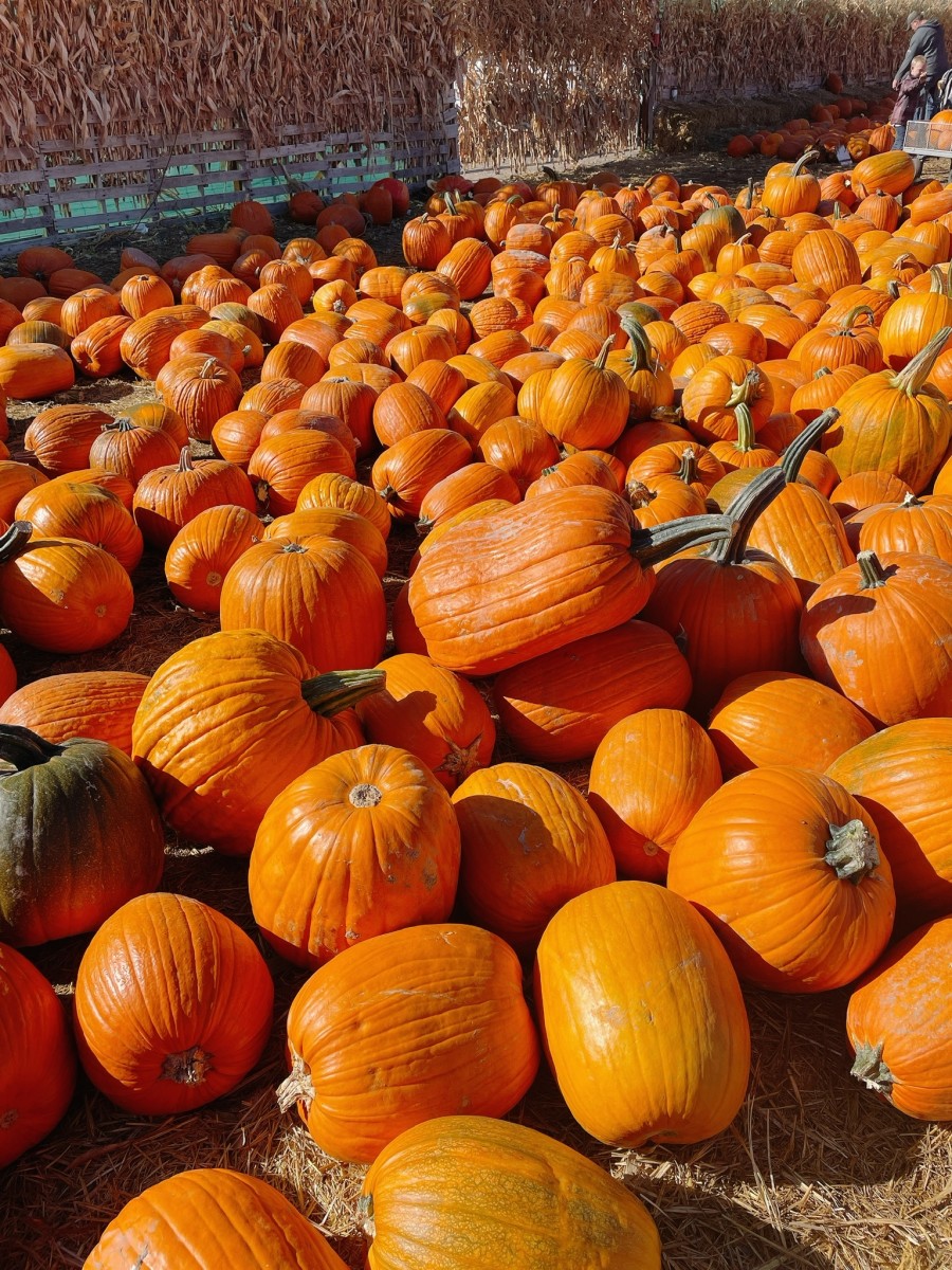 Halloween: Best Pumpkin Patch at Kuwaharas's Pumpkin Patch - HubPages