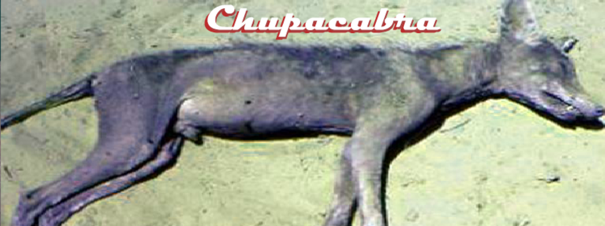 Top 10 Cryptids Sneaking Around New York - HubPages