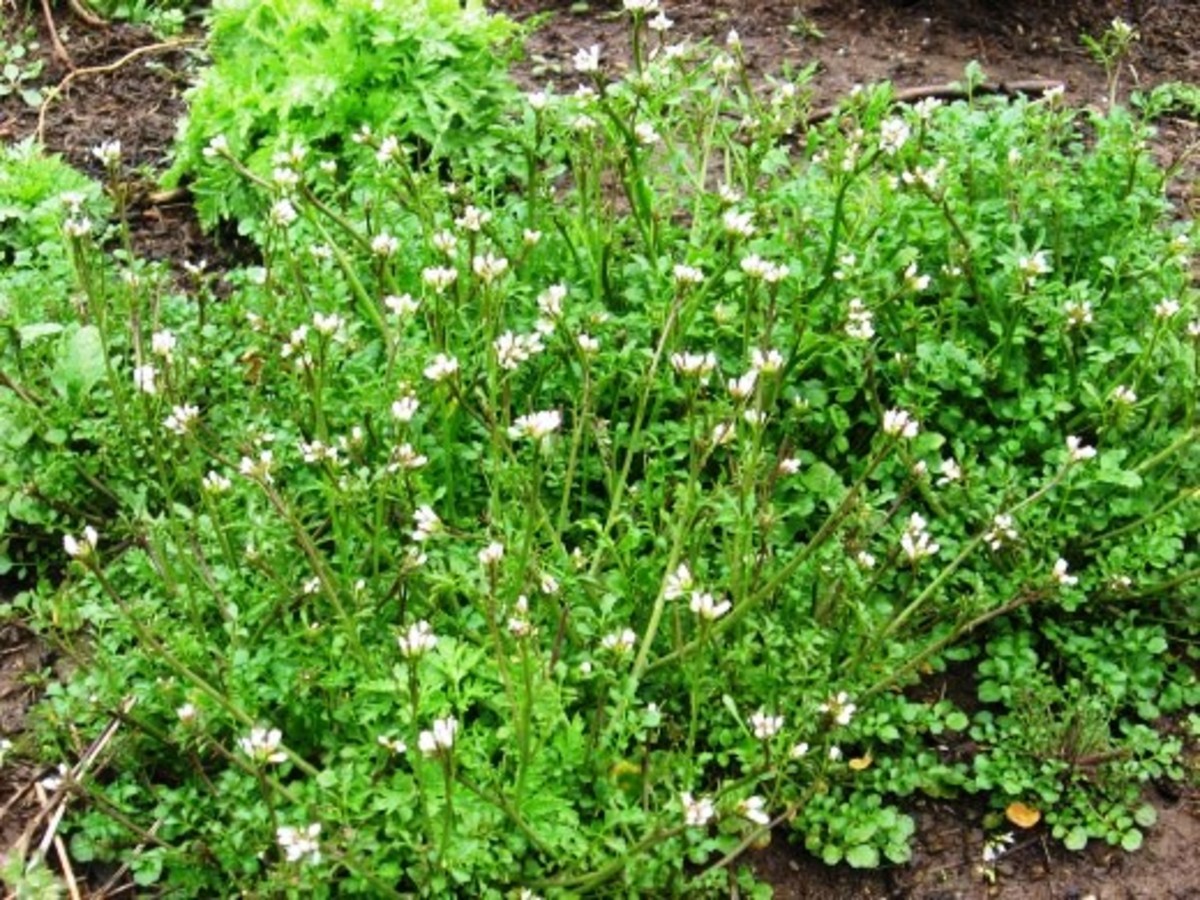 Ask Carb Diva: Questions & Answers About Food, Recipes, & Cooking, #134 ...