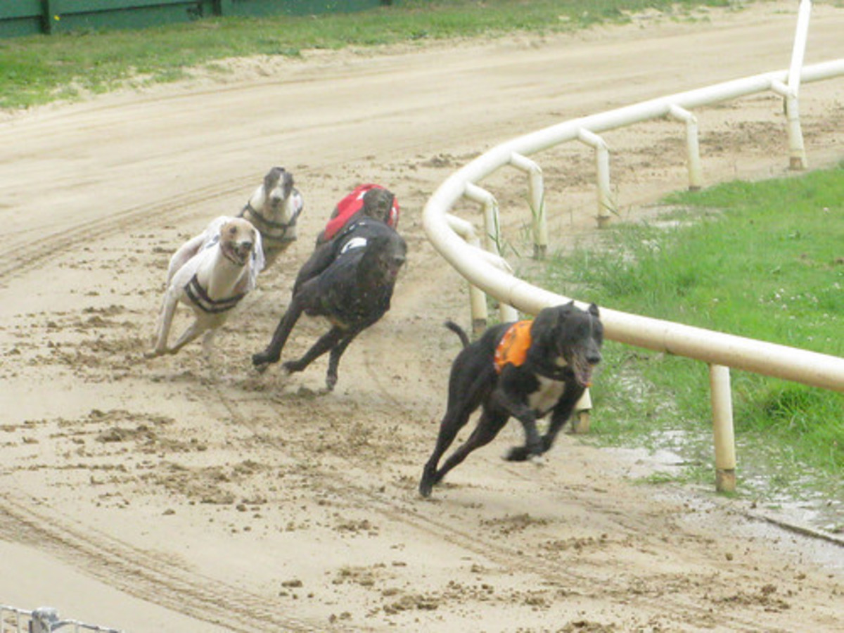 Training Cats to Race - HubPages