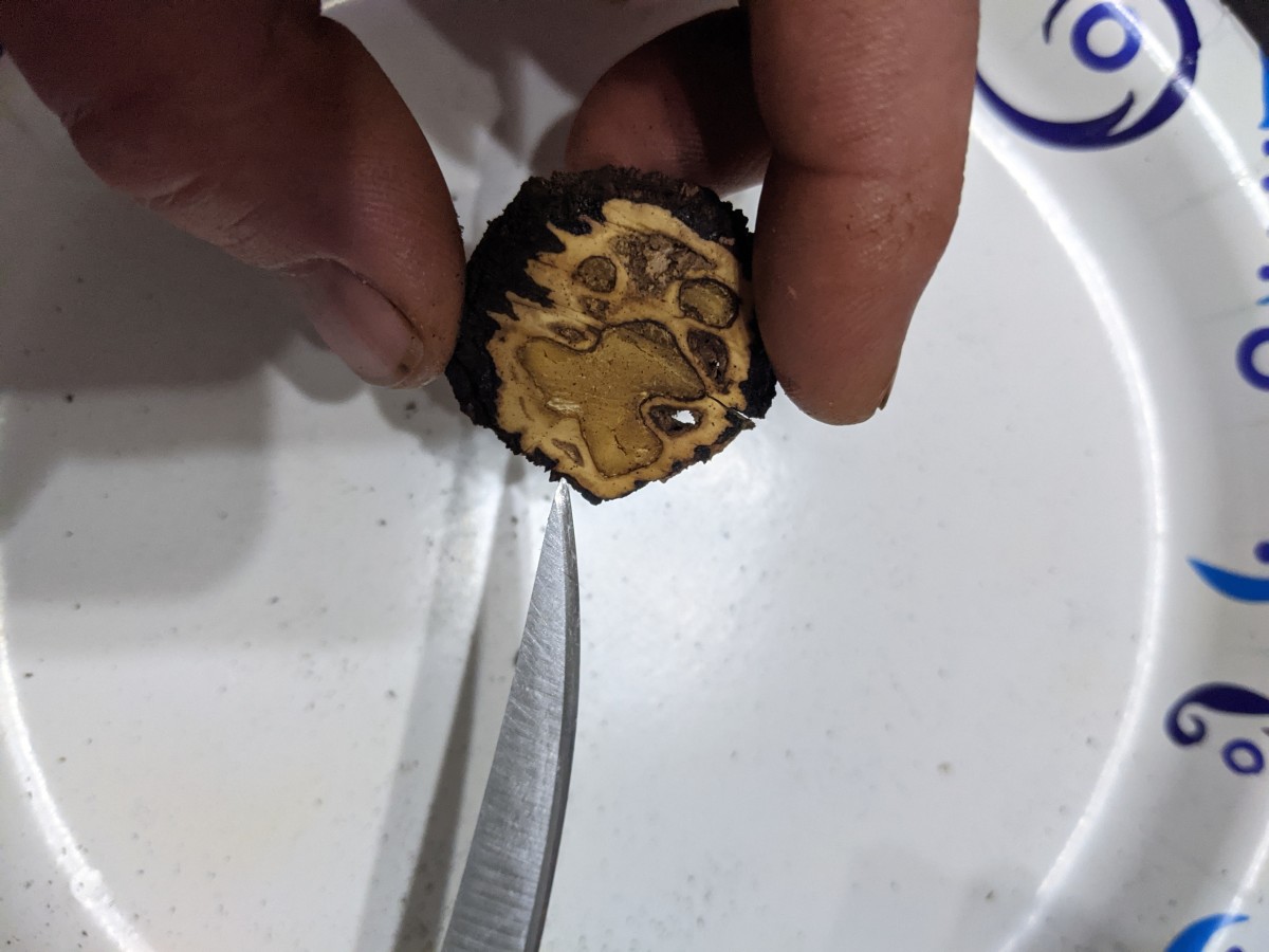 Black Walnuts - Picking the Nutmeats - HubPages