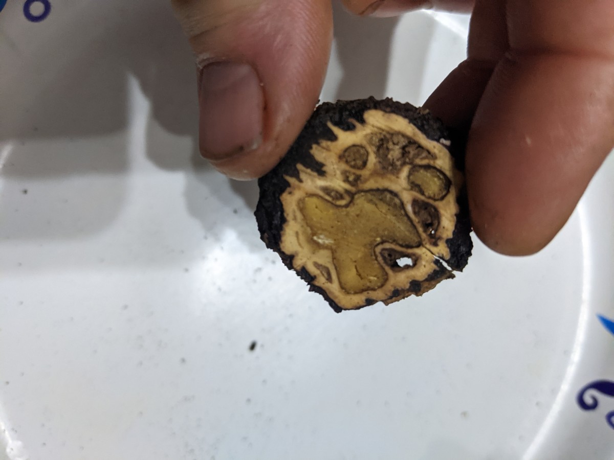 Black Walnuts - Picking the Nutmeats - HubPages