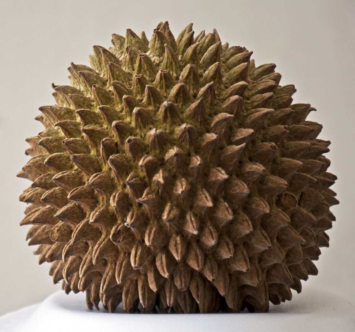 Copán - Some Foods of the Maya - HubPages