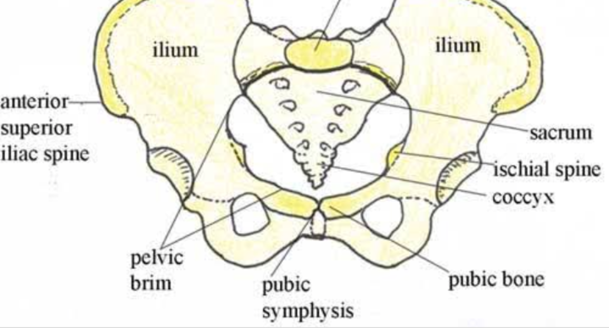 Why Were Chainsaws Invented? [Did you Know it was First Used on Women ...