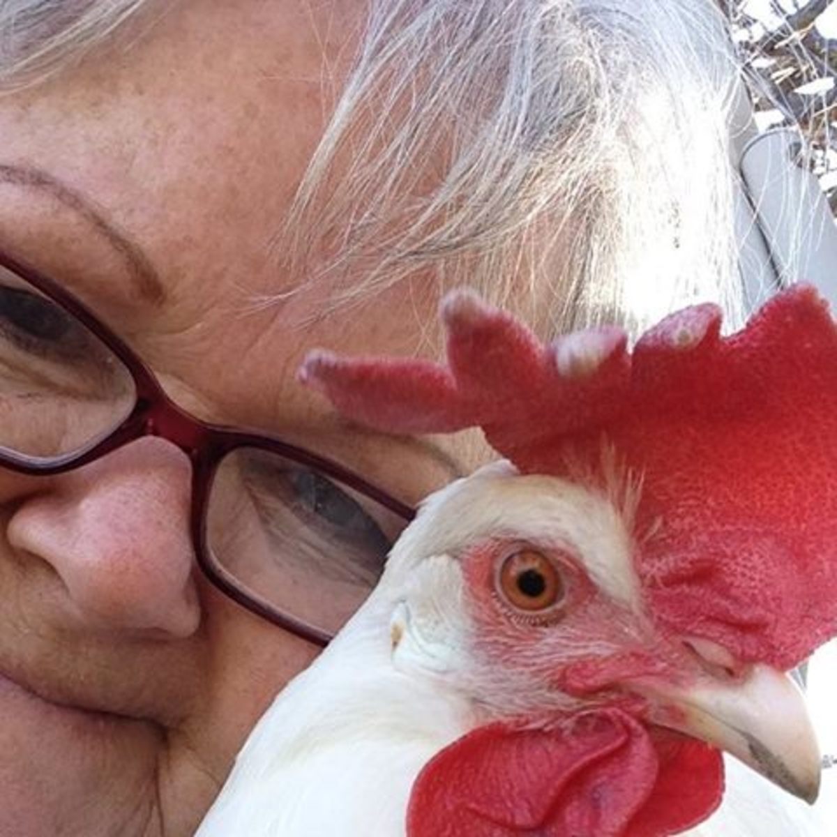 Did The Egg Lay The Chicken My Answer To Jodah s Writer s Challenge