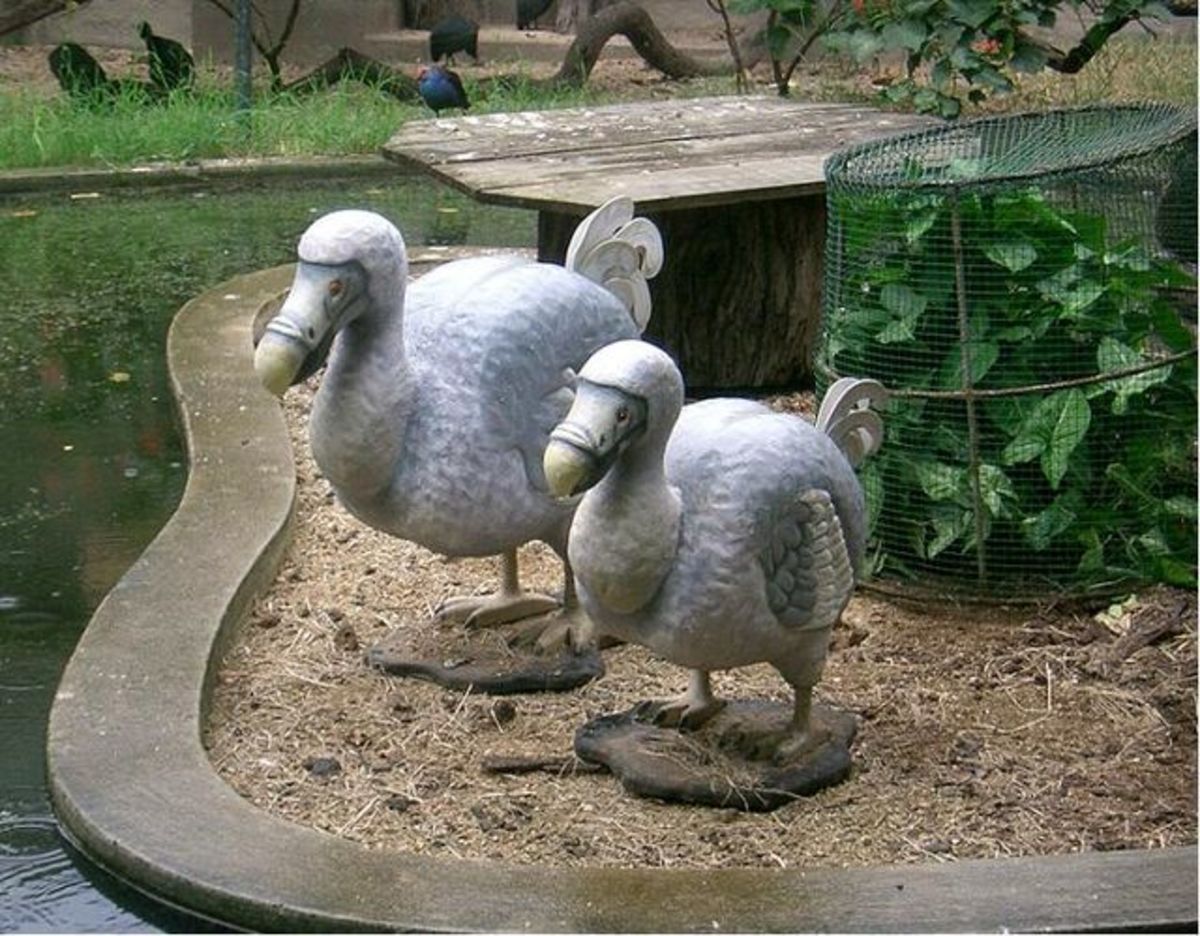 Dodo: Extinction of a Helpless Bird - HubPages