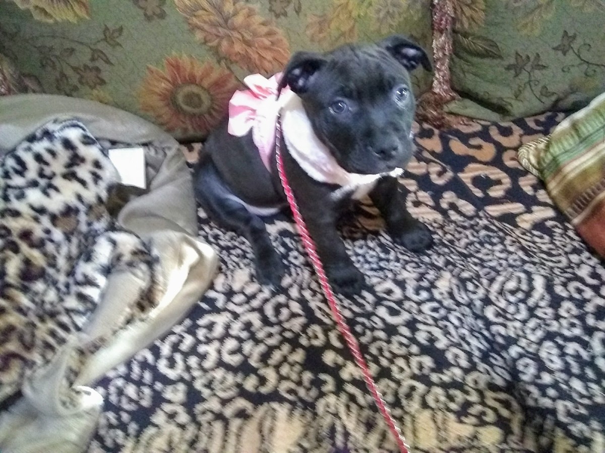 Bama, The Last Dog I'll Ever Own - HubPages