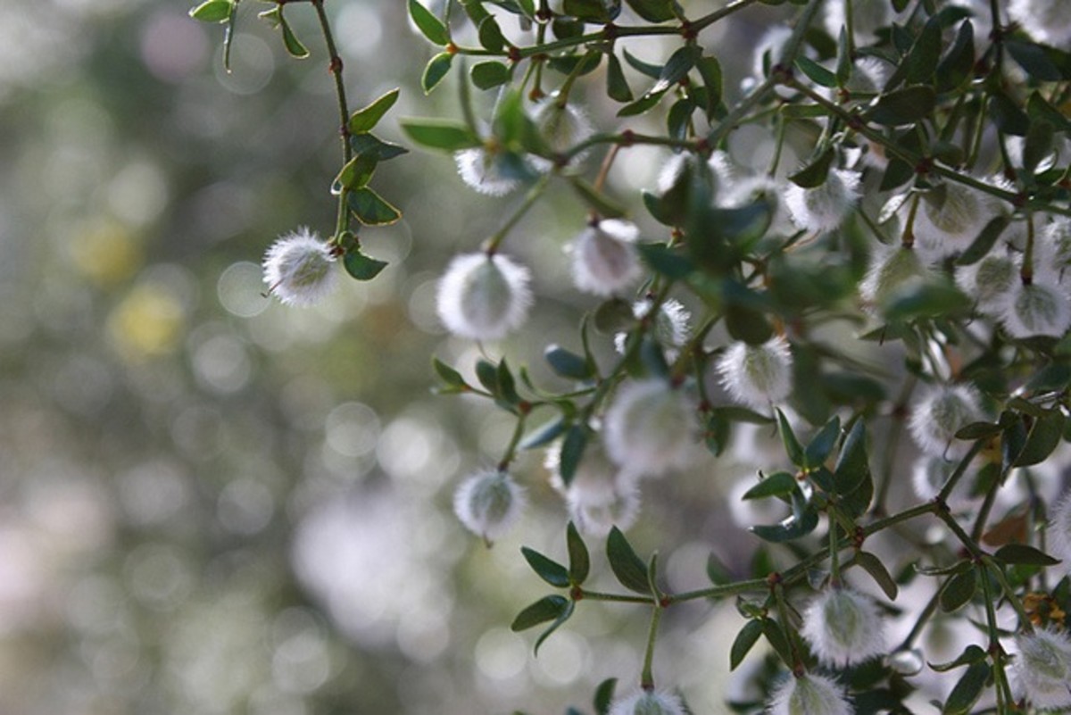 The Creosote Bush - A Hardy Desert Plant - HubPages