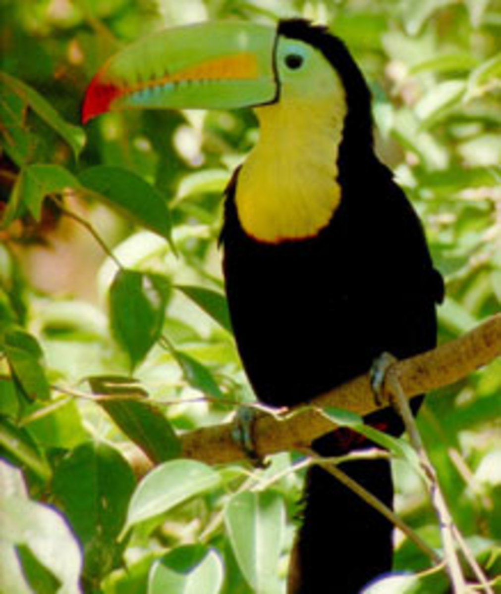 Some Important Mammal and Bird Species of Amazon Rainforest - HubPages
