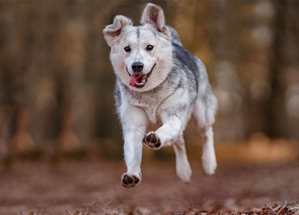 21 Most Popular Labrador Retriever Mix Dog Breeds - HubPages